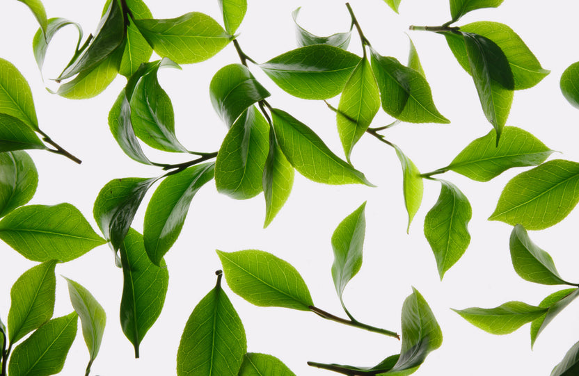 REMEDY for pore size – Remedy Science by Dr. Muneeb Shah